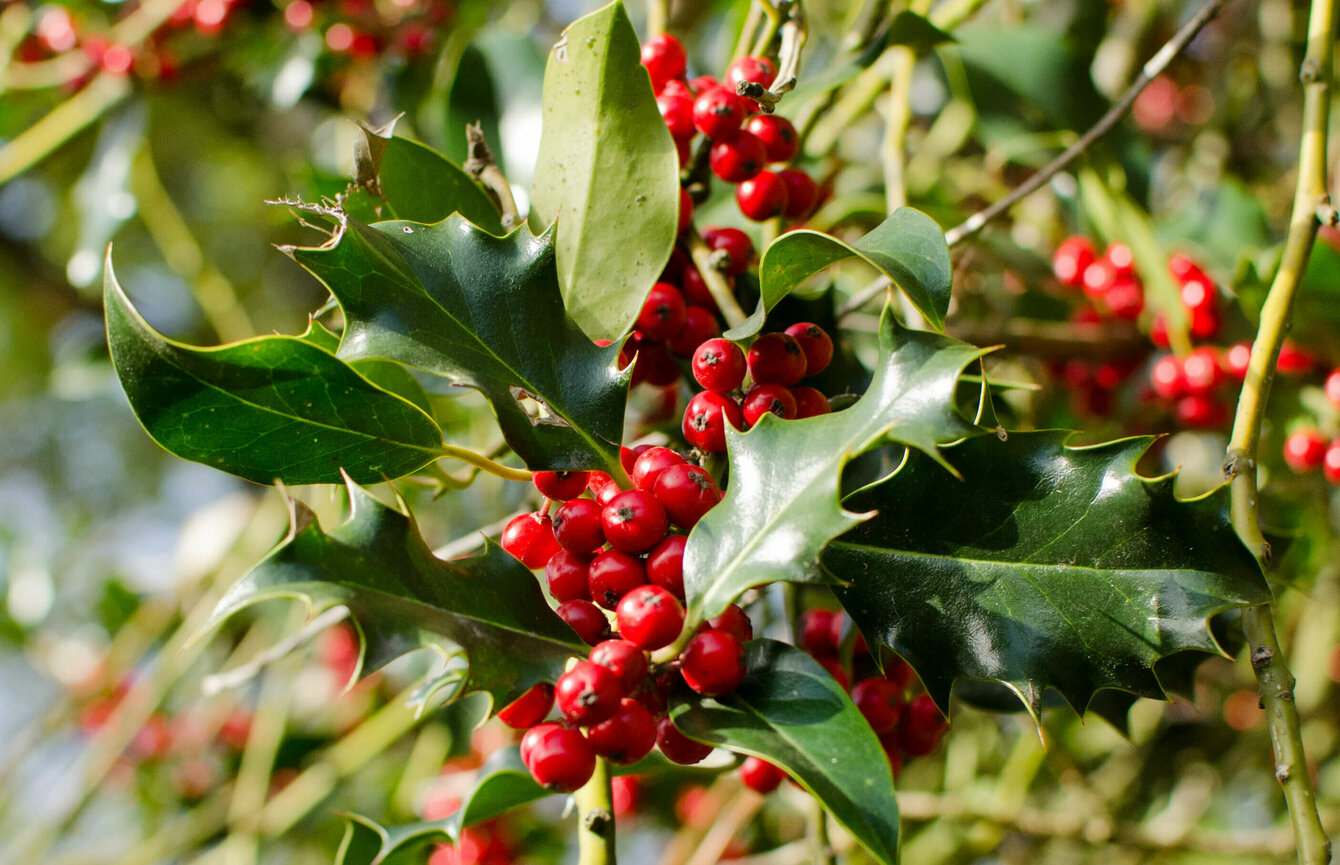Baumarten: Landesverband Brandenburg